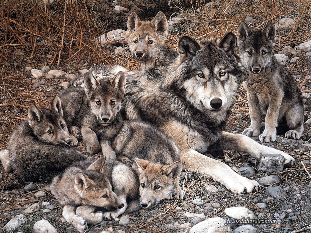 Lobo Ibérico :: Animais Selvagens MR